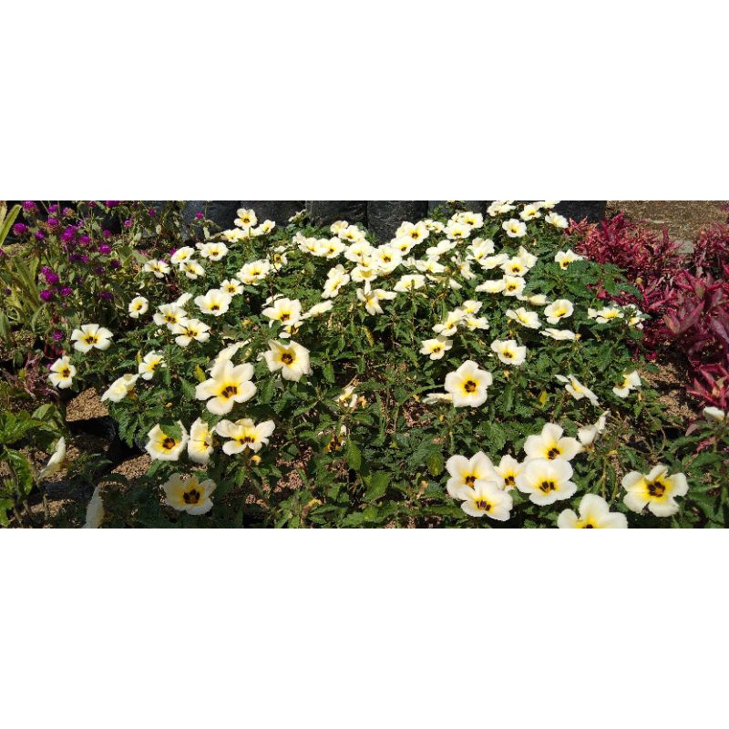 Jual bibit bunga Yolanda putih atau bunga pukul 9 | Shopee Indonesia