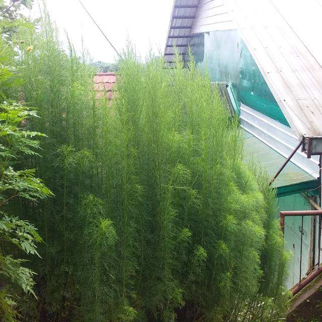 Jual Bibit Pohon Adas Pulosari / pulowaras | Shopee Indonesia