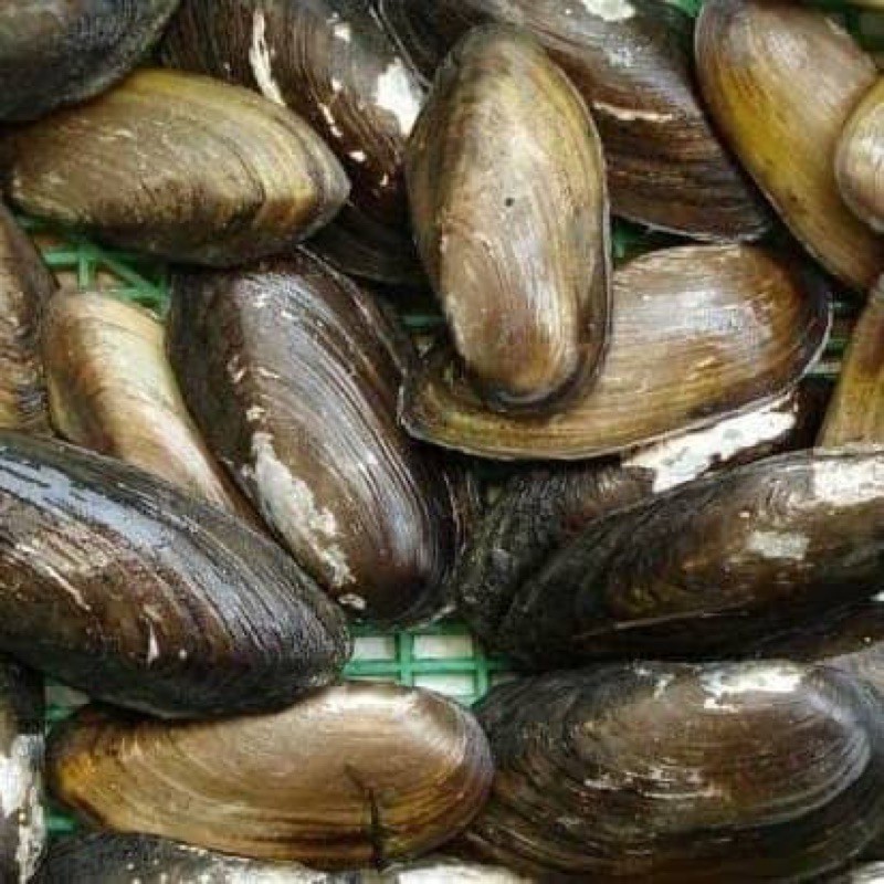 Jual [ Seafood ] Kerang Kijing 2 Kg Kondisi Hidup | Shopee Indonesia