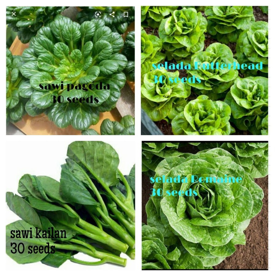 Jual 1 PAKET HEMAT @30 BUTIR BIJI/BENIH 4 MACAM JENIS SAYURAN | Shopee ...