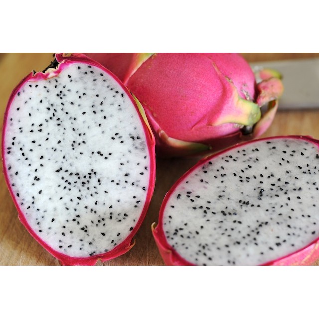 Jual Tanaman Buah Naga Putih | Shopee Indonesia