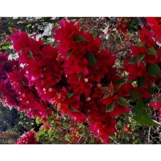 Jual bunga bougenville merah Harga Terbaik & Termurah Mei 2024 | Shopee ...