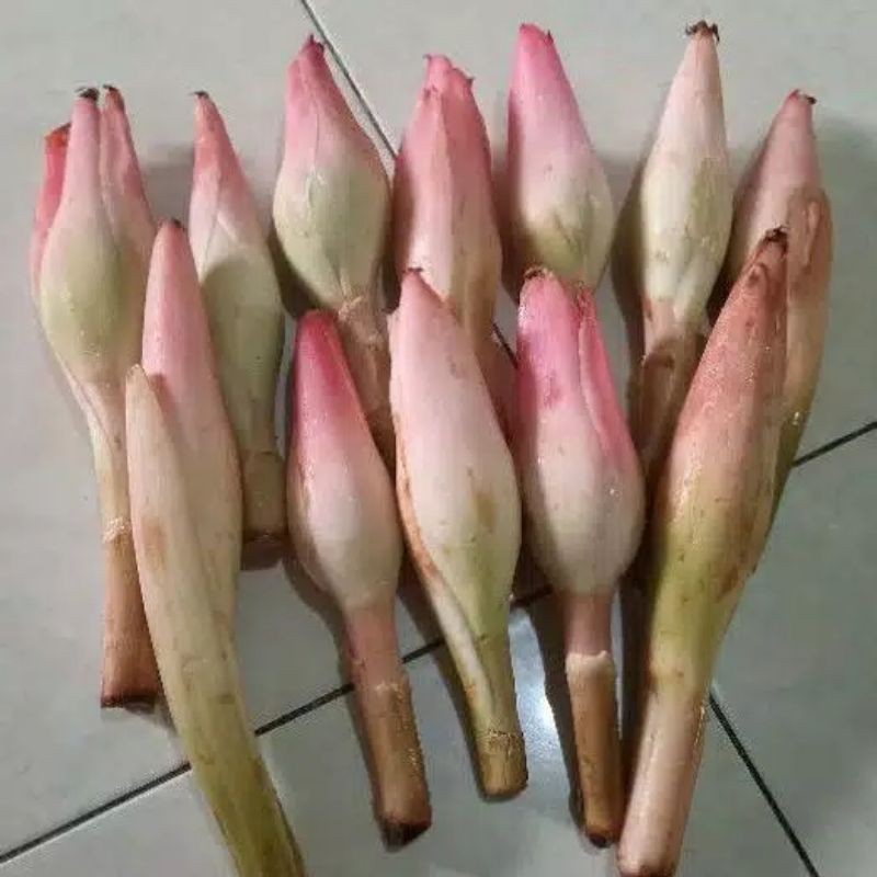 Jual kecomrang/bunga honje(250gr) | Shopee Indonesia