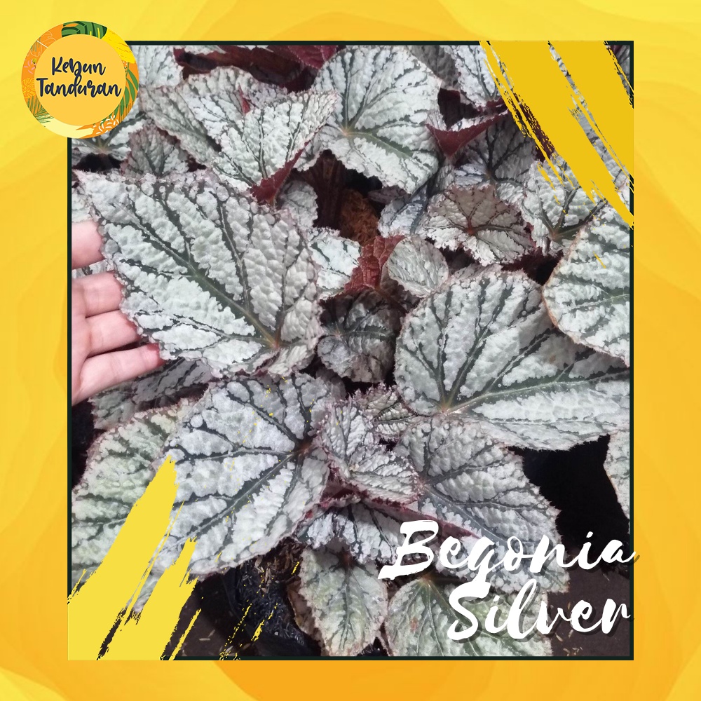 Jual Tanaman Hias Begonia Silver Splendor / Begonia Silver Wings ...