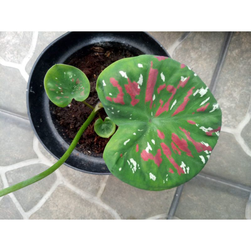 Jual Tanaman Caladium tri Colour daun bulat remaja | Shopee Indonesia