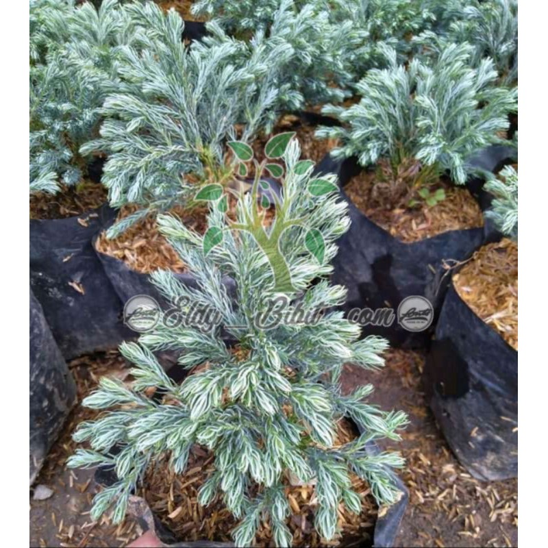 Jual Bunga cemara (SALJU) | Shopee Indonesia