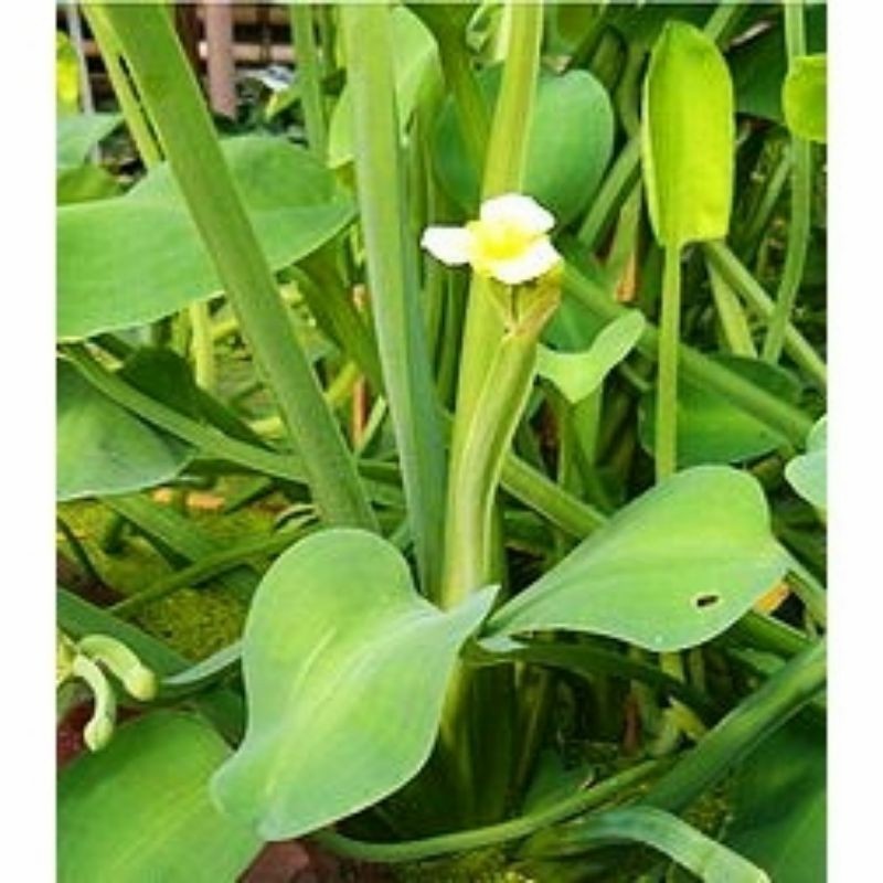 Jual Bibit Genjer / Benih Genjer / Gendot / Benih Lalap Unik | Shopee ...