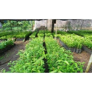 Jual bibit kayu manis Harga Terbaik & Termurah Juli 2025 | Shopee Indonesia