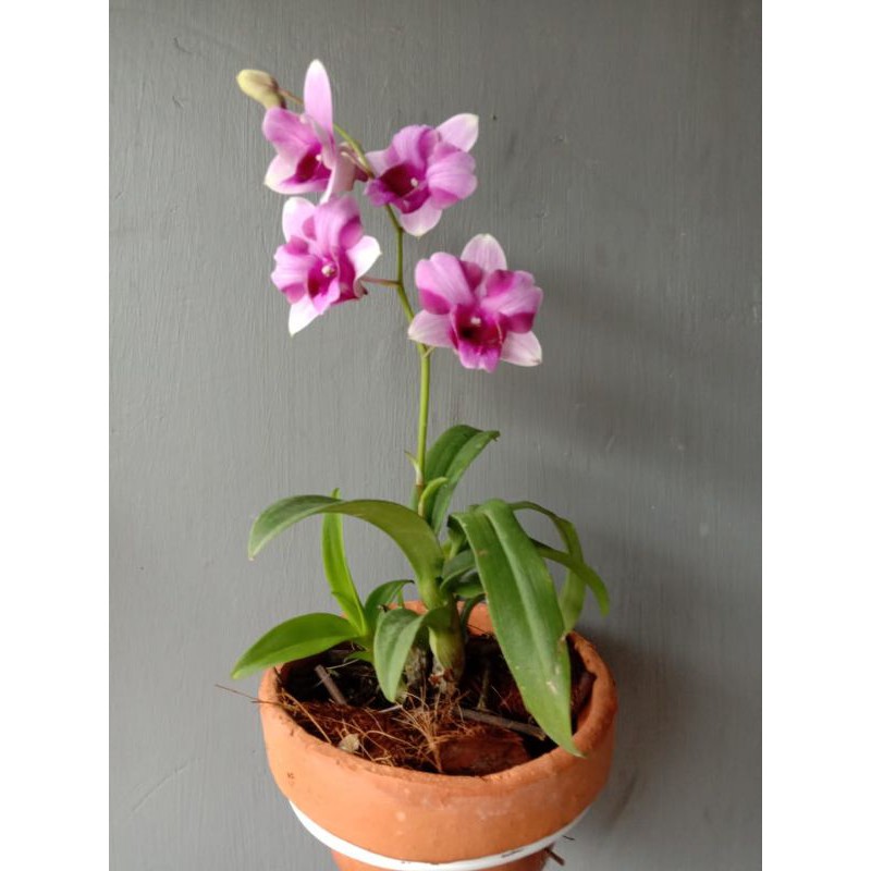 Jual Anggrek Dendrobium Alien -Mini | Shopee Indonesia