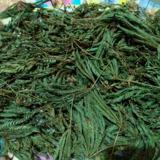 Jual Daun putri malu kering /Mimosa pudica (250gr) | Shopee Indonesia