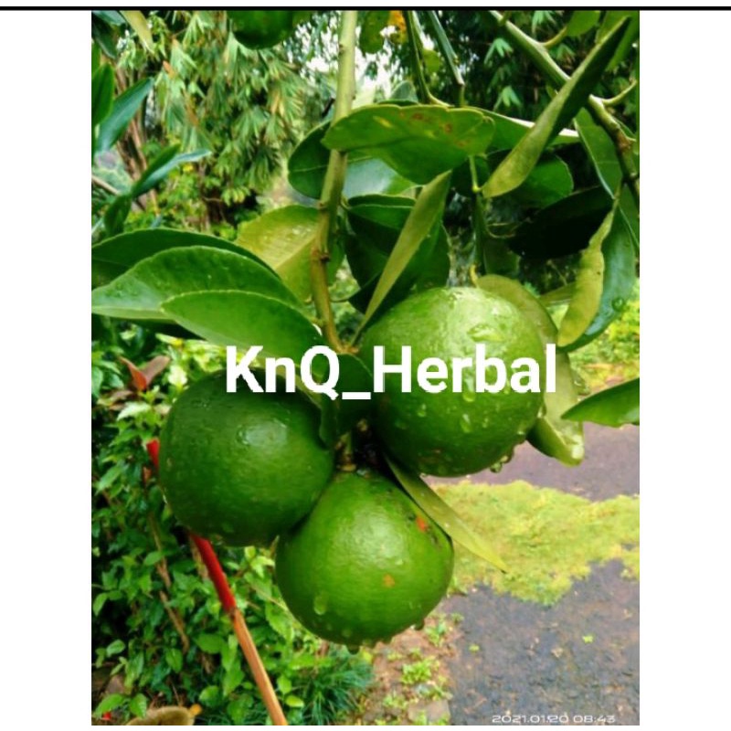 Jual Jeruk Bali Mini Asli Manis Segar 1kg | Shopee Indonesia