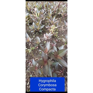 Jual Hygrophila Corymbosa Compacta tanaman aquascape compacta | Shopee ...