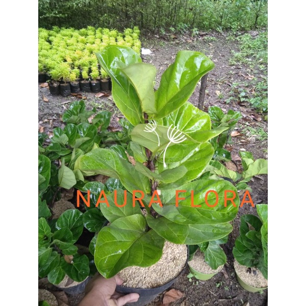 Jual SUPERRRR TANAMAN HIAS KETAPANG BIOLA MINI | Shopee Indonesia