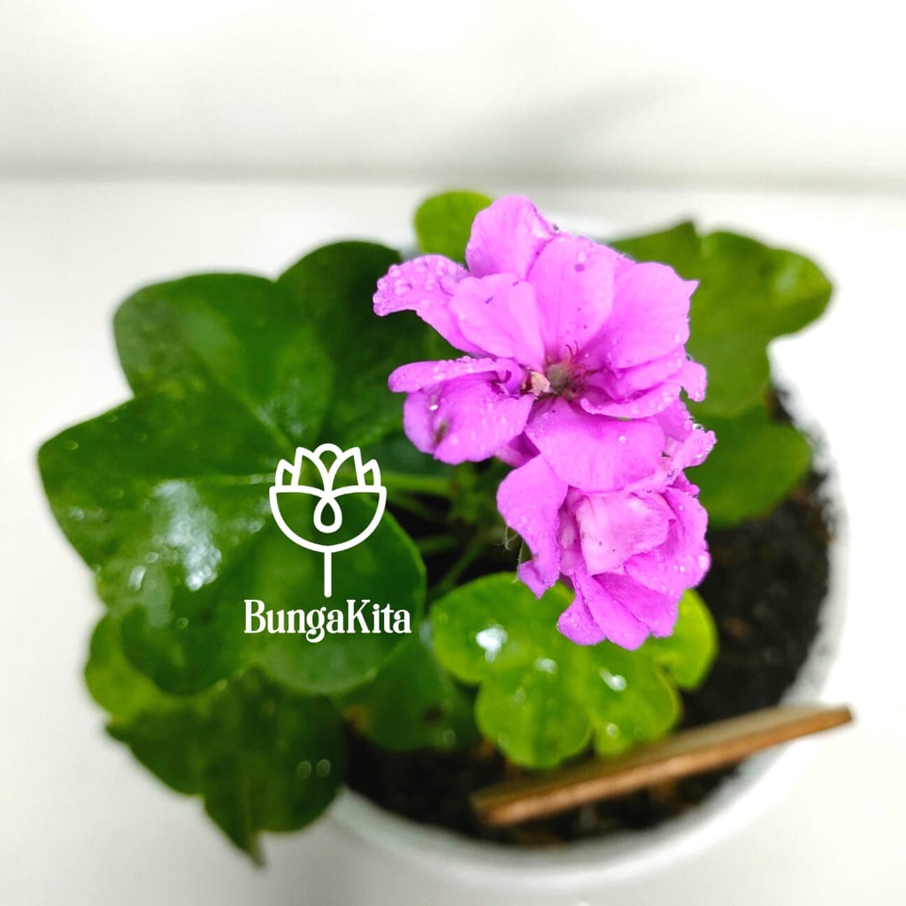 Jual Tanaman Hias Bunga Geranium Ungu | Shopee Indonesia