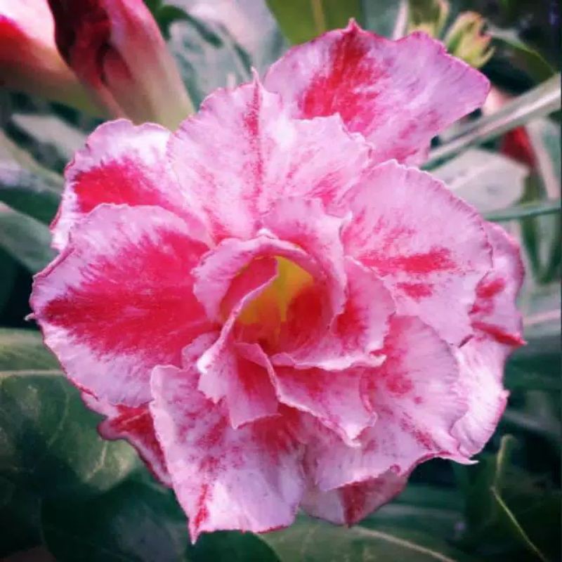 Jual bunga adenium tumpuk id siam paragon murah | Shopee Indonesia