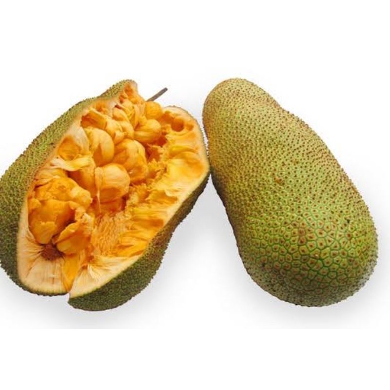 Jual Buah Tiwadak / Isi Buah Cempedak / Cimpedak / Cempedak / Berat 500 ...