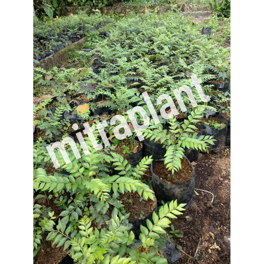 Jual &&**&& Bibit Tanaman Salam Koja - Pohon Salam Koja - Daun Temuru ...