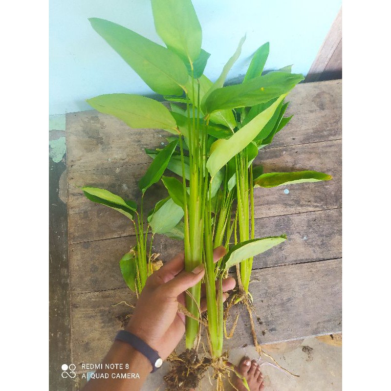 Jual bibit irut / umbi garut siap tanam segar | Shopee Indonesia
