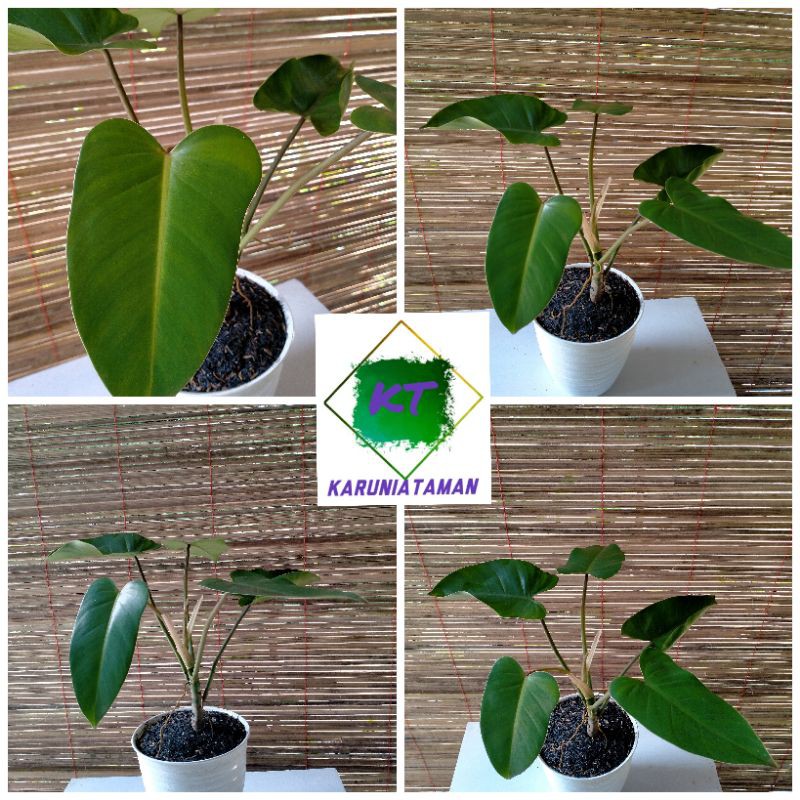 Jual philodendron karet hijau, tanaman hias Philo karet, hiasan taman ...