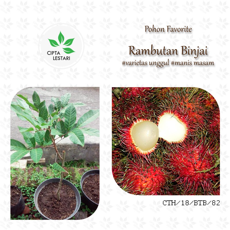 Jual Bibit Pohon Rambutan Binjai Bibit Tanaman Buah Varietas Unggul ...