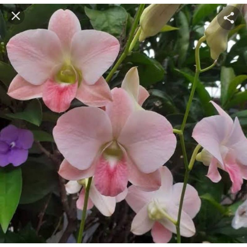 Jual dendrobium pra dewasa siap bunga | Shopee Indonesia