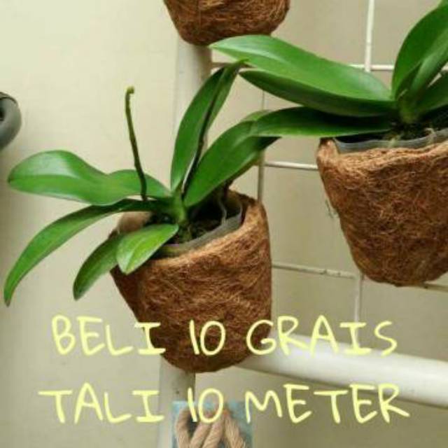 Jual pot anggrek sabut kelapa/pot tempel dinding | Shopee Indonesia