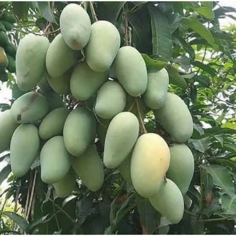Jual pohon mangga harum manis,siap tanam | Shopee Indonesia
