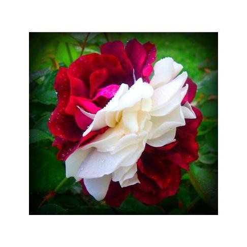 Jual Benih Mawar Zampa Dust Rose (Import) Edvinc99 Segera Beli | Shopee ...