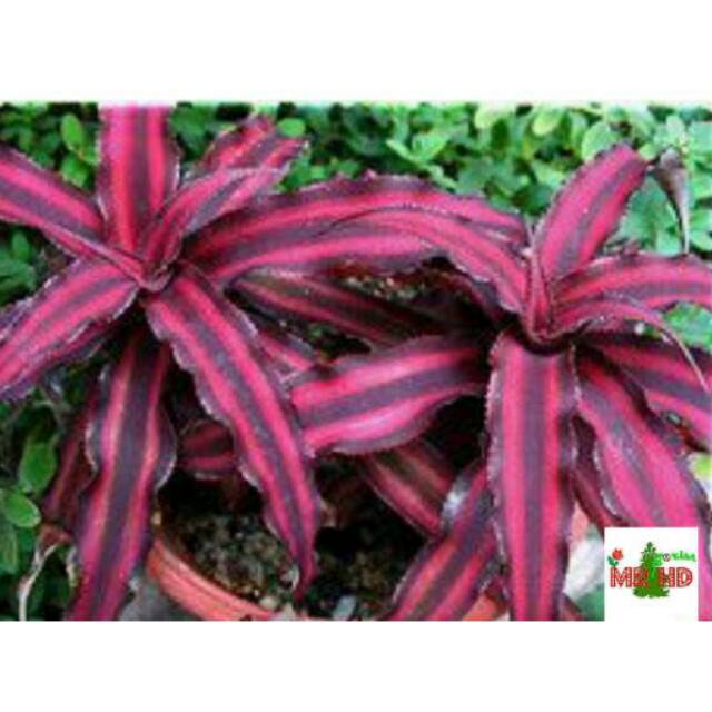 Jual Tanaman hias bromeliad cryptantus bivitantus ruby | Shopee Indonesia