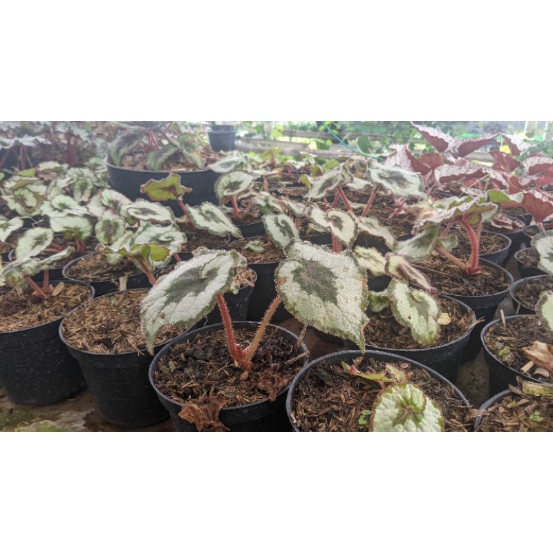 Jual begonia keong escargot - unyeng - begunia unyeng - Tanaman daun ...
