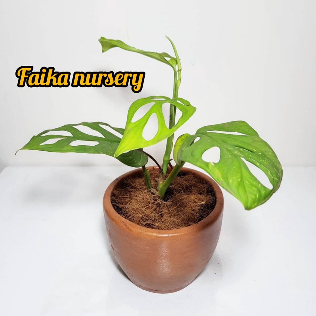 Jual Jabol Bunga Hias Janda Bolong/Monstera Adasonii | Shopee Indonesia