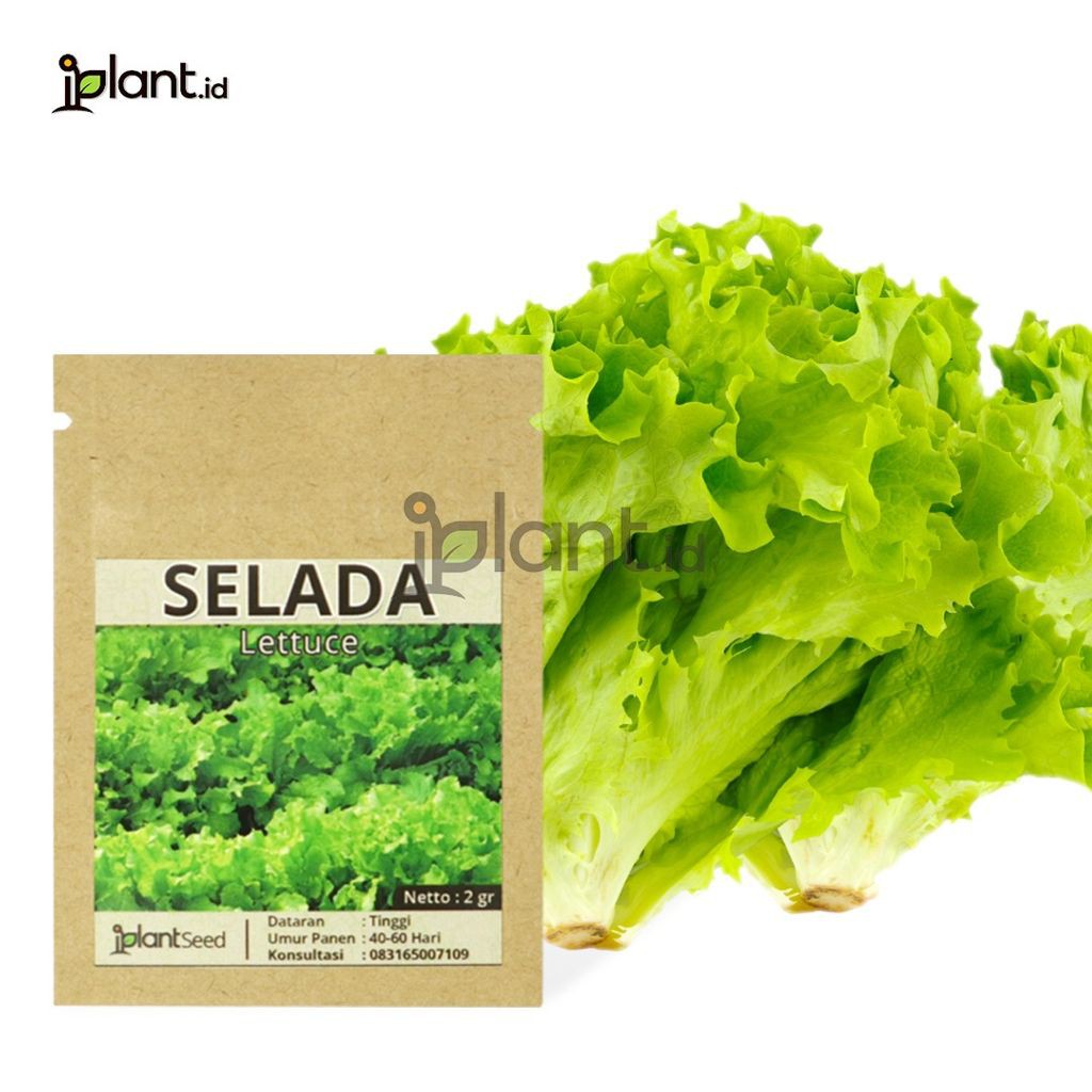 Jual Benih Selada | Shopee Indonesia