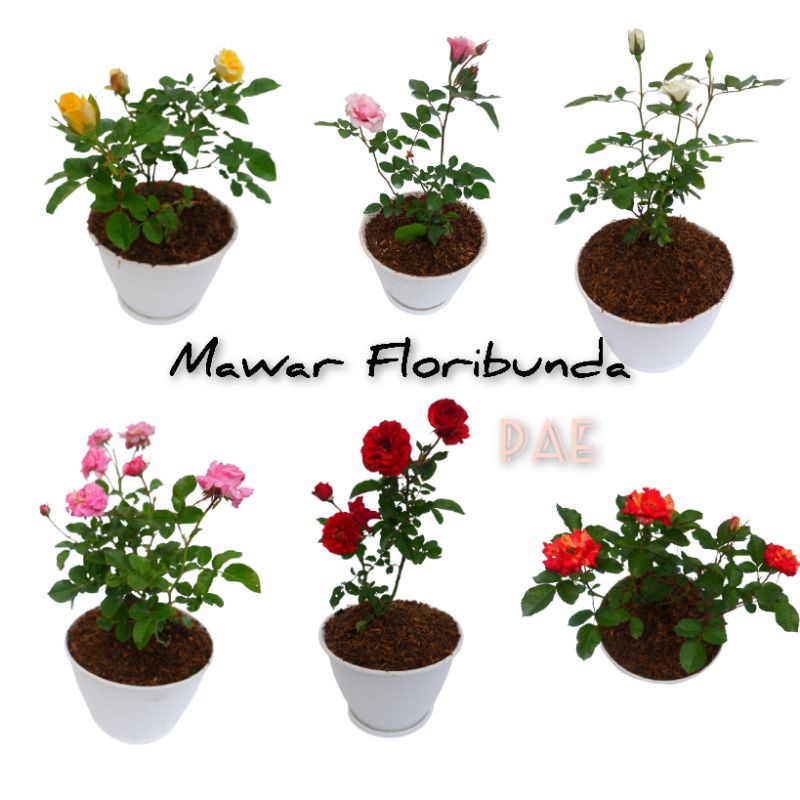 Jual Tanaman Bunga Mawar Floribunda Rimbun / mawar jepang (rosa ...