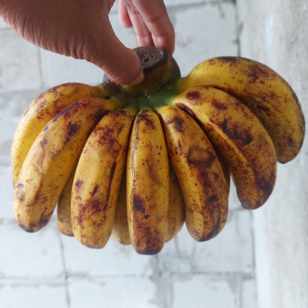 Jual Pisang Barangan Medan 1Sisir - Sayur Segar Instan | Shopee Indonesia