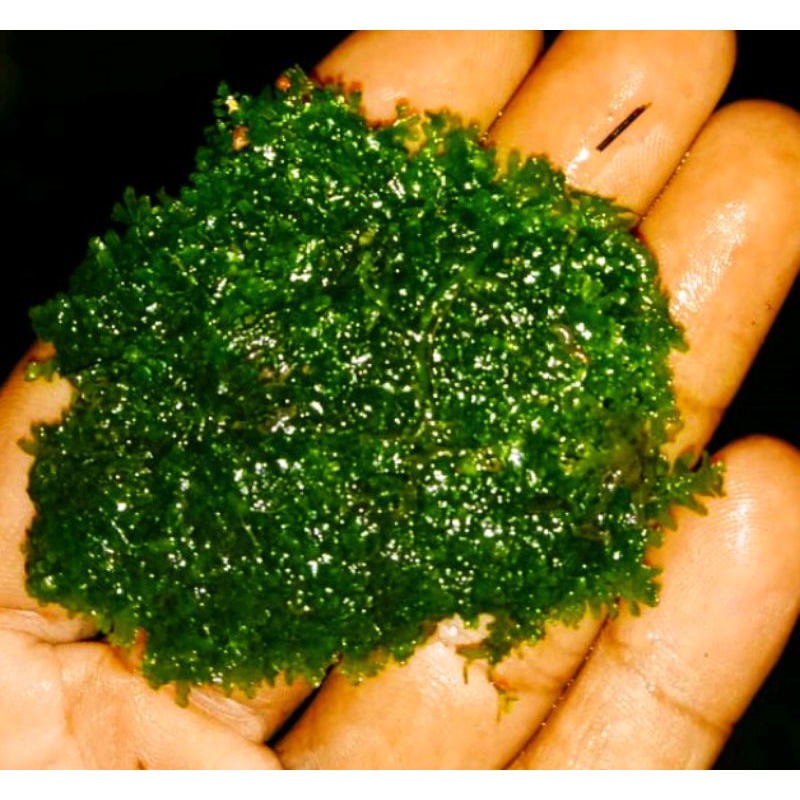 Jual moss ricardia mini pelia clump porsi mika-lumut aquaskape 500grm ...