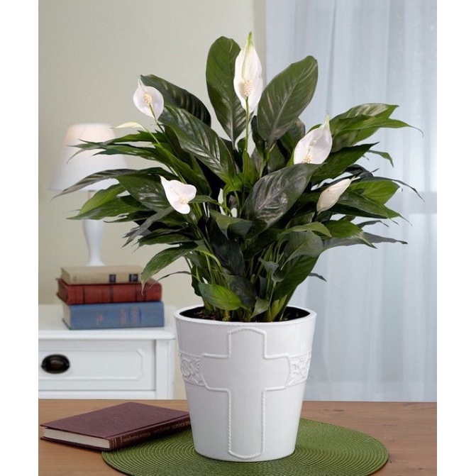 Jual Peace Lilly / Tanaman Hias Pohon spatu Film-Sepatu Filum - Tanaman ... Jual Peace Lilly / Tanaman Hias Pohon spatu Film-Sepatu Filum - Tanaman ...