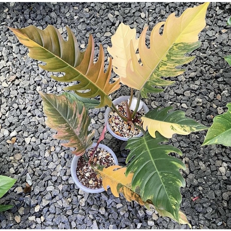 Jual Promo BISA COD Philodendron caramel marble variegata / bibit ...