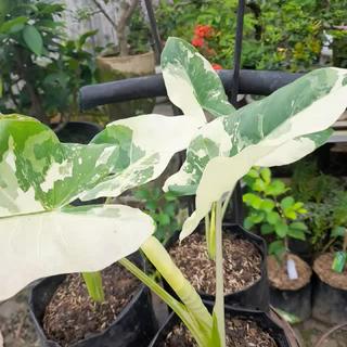 Jual sente varigata tanaman hias keladi kaladium caladium alocasia ...
