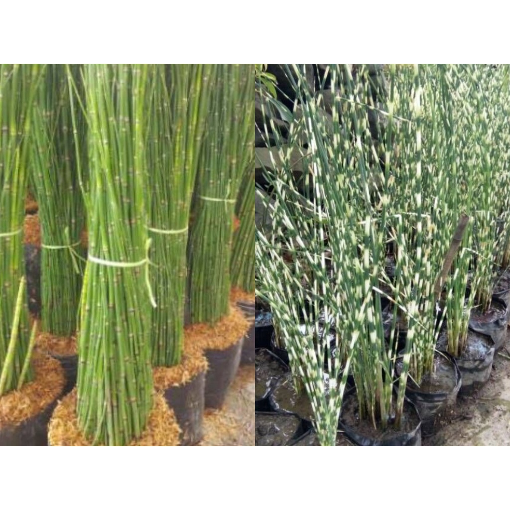 Jual Tanaman Hias Bambu Air - Tanaman Bambu Air Rimbun dan Tinggi ...