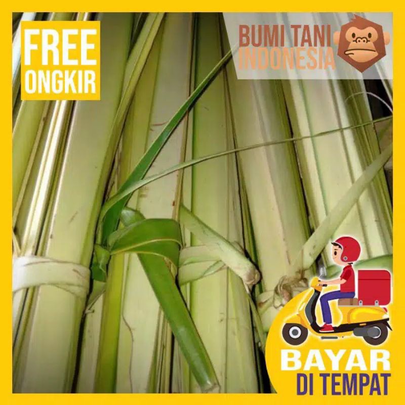 Jual 20 pc DAUN KELAPA MUDA/DAUN JANUR KELAPA MUDA | Shopee Indonesia