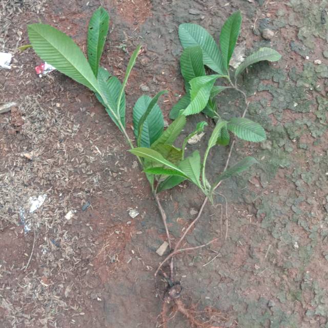 Jual TANAMAN DAUN AMPLAS Alami / 3 tangkai | Shopee Indonesia