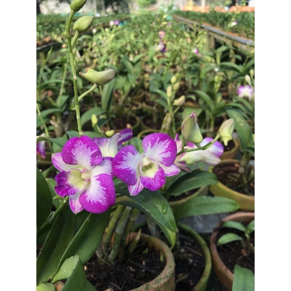 Jual Anggrek Dendrobium Pink MUTASI MINI | Shopee Indonesia