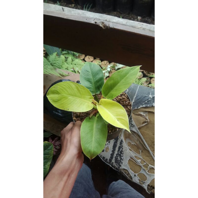 Jual tanaman hias pilo lemon | Shopee Indonesia