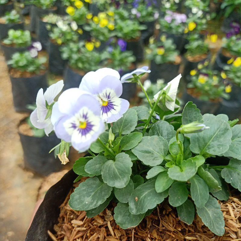 Jual Bunga VIOLA TRICOLOR | Edible flower | Shopee Indonesia