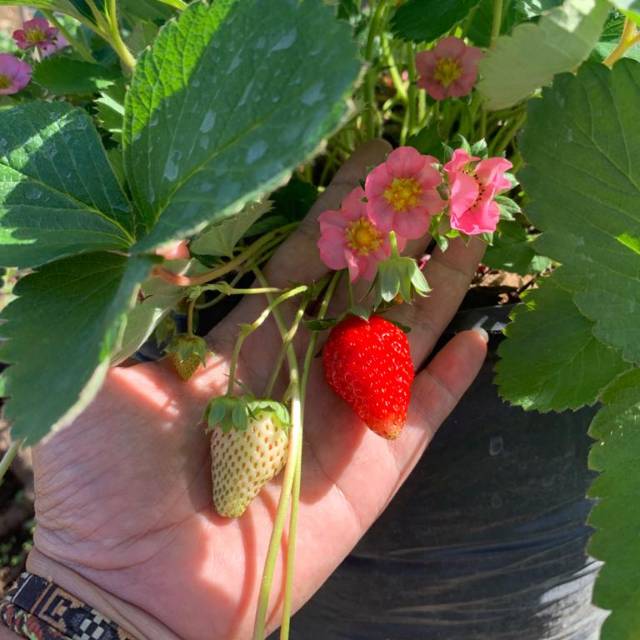 Jual Strobery pink panda | Shopee Indonesia