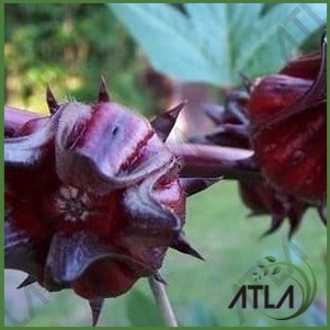 Jual Benih Tanaman Bunga Rosella Ungu 10gram Bibit Teh Herbal Biji ...