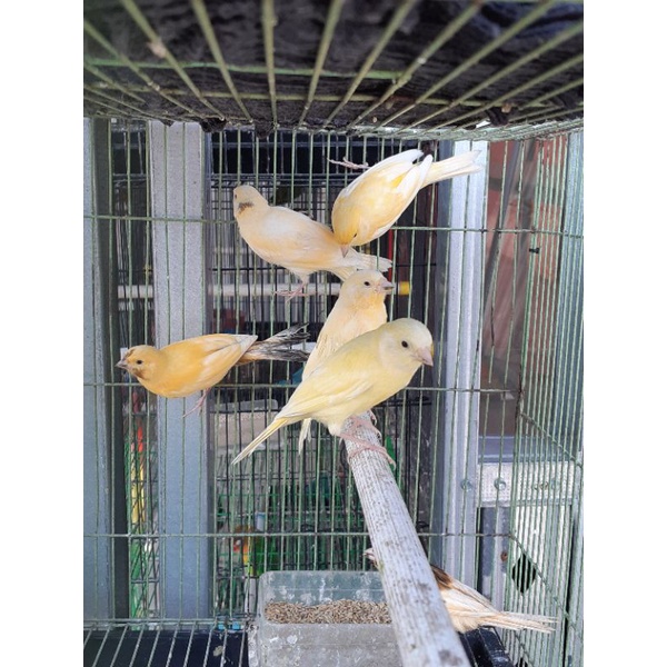 Jual KENARI LOKAL/LOPER BAHAN/PAUD JAMINAN JANTAN | Shopee Indonesia