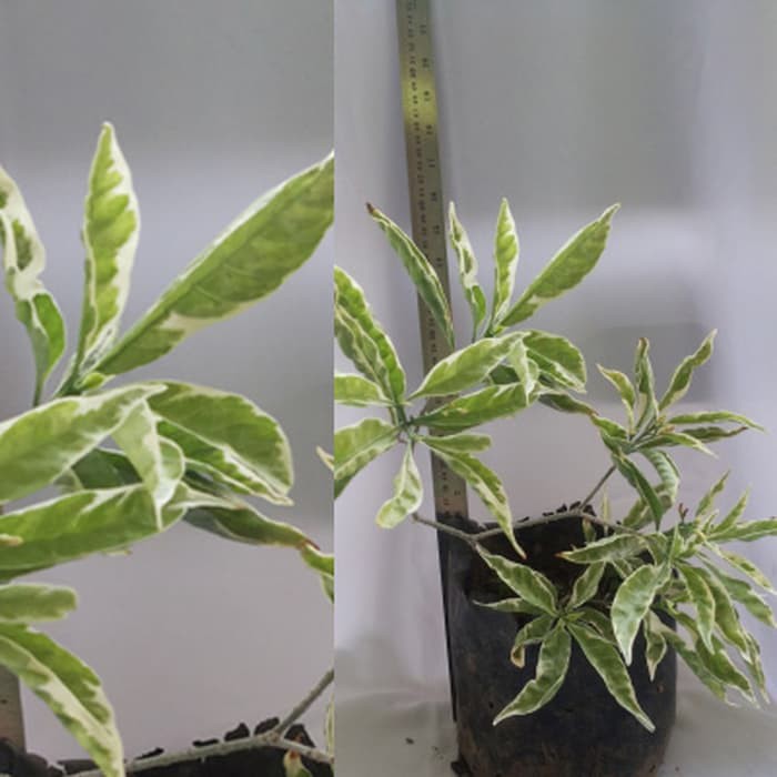 Jual Bibit Tanaman RAMBUSA PUTIH | Shopee Indonesia