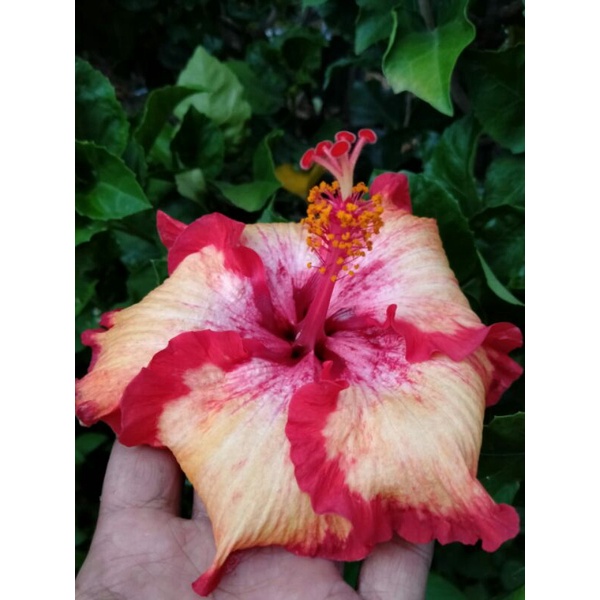 Jual Bibit bunga sepatu hibiscus import jenis langka COLORADO (tanaman ...