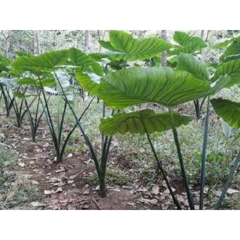 Jual paket 15 bibit talas beneng super | Shopee Indonesia